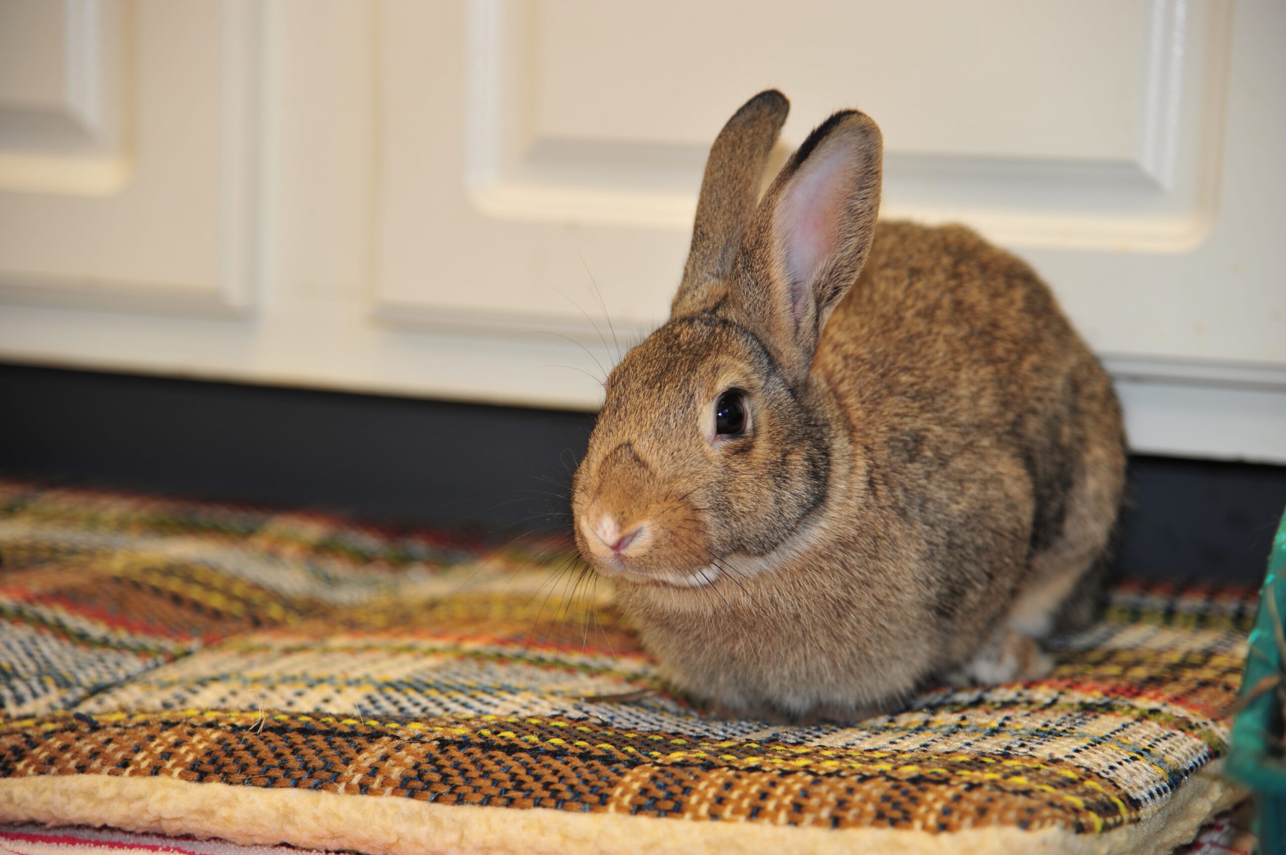 Rabbits | Animal Welfare Society | Kennebunk, Maine