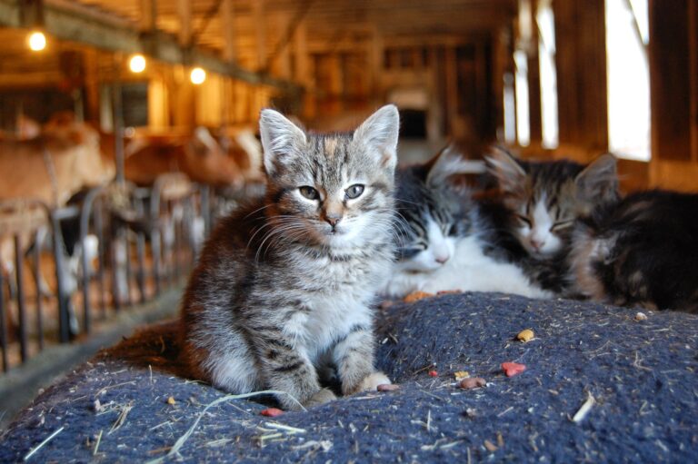 Pets for Adoption | Animal Welfare Society | Kennebunk, Maine