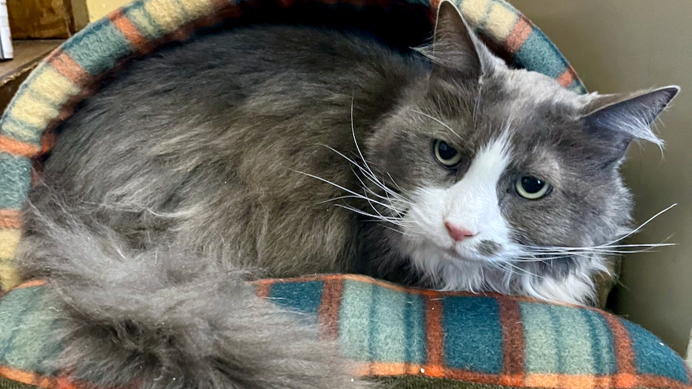 Shelly the Cat Has Some Questions | Animal Welfare Society