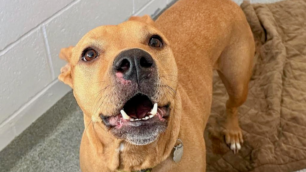 There's so Much to Love with Aurora! | Animal Welfare Society