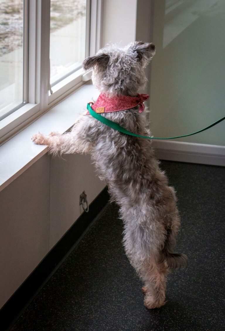 How to Tame Alert Barking | Animal Welfare Society