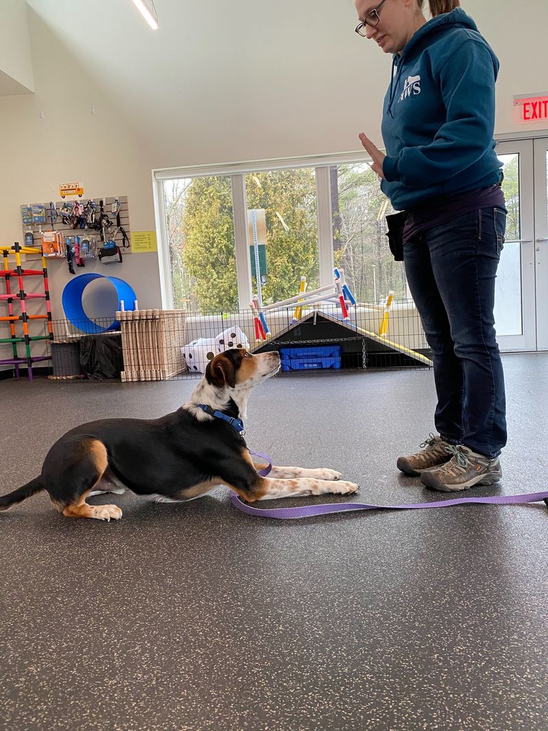 The Three D's of Dog Training | Animal Welfare Society