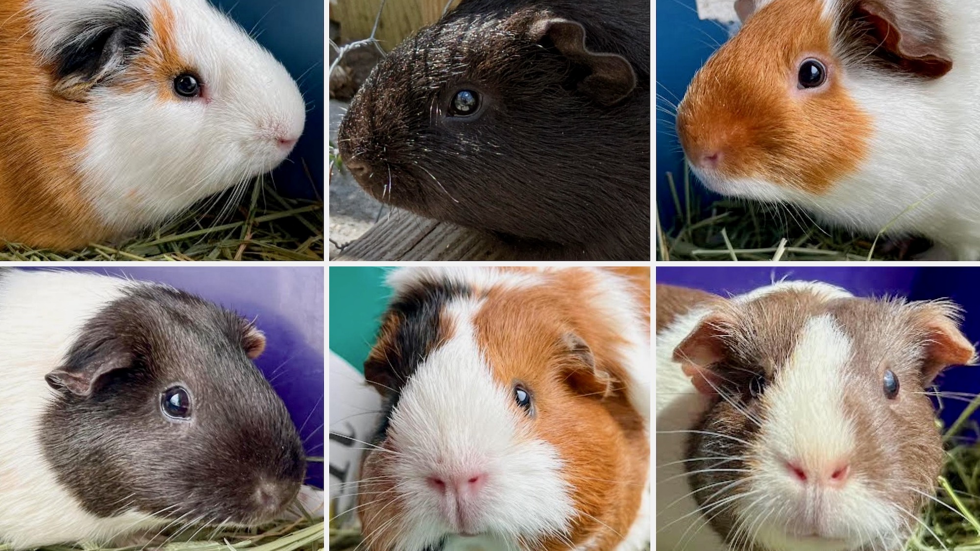 It's Guinea Pigs Galore! | Animal Welfare Society