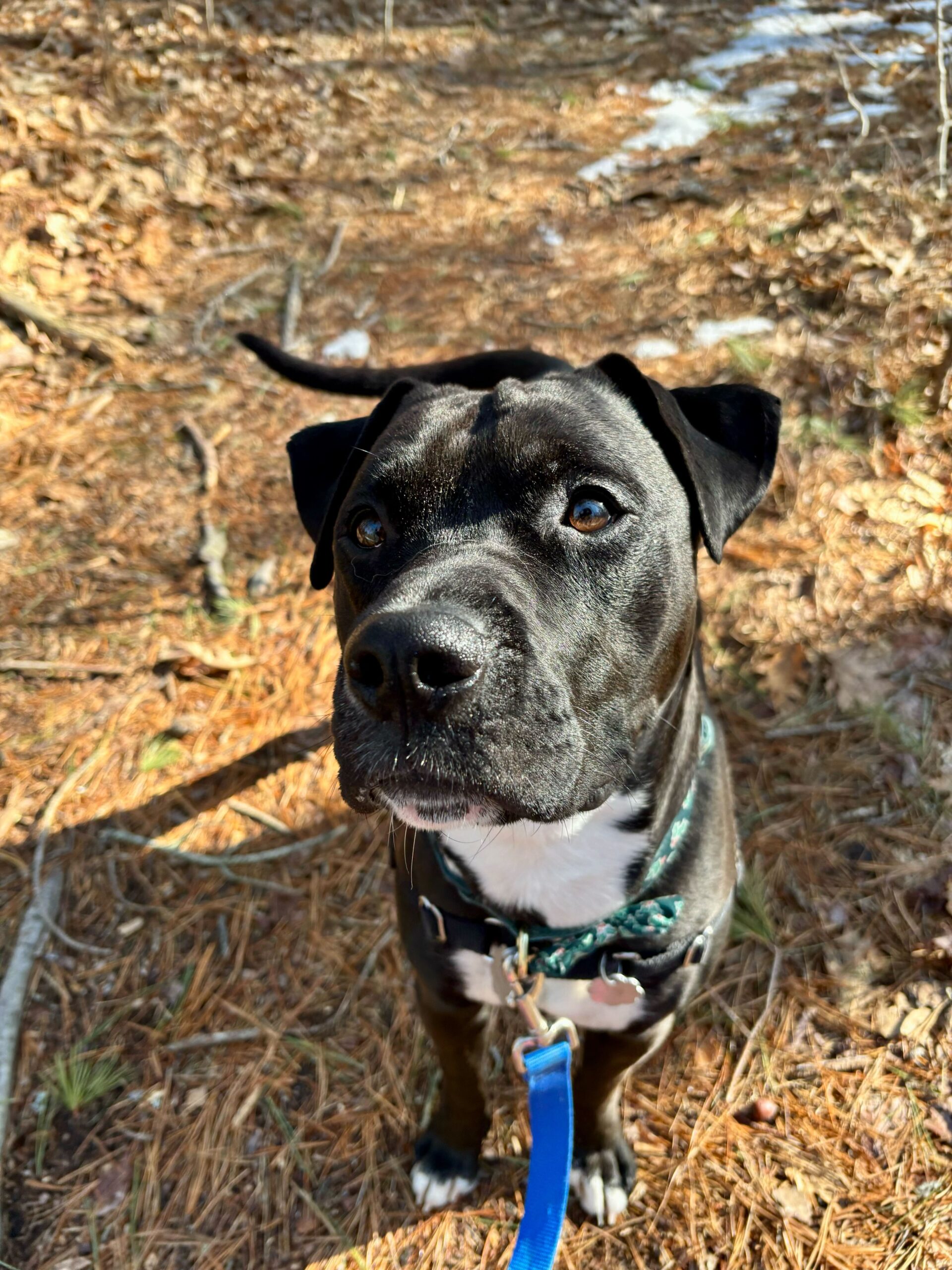A Walk with Bruno | Animal Welfare Society