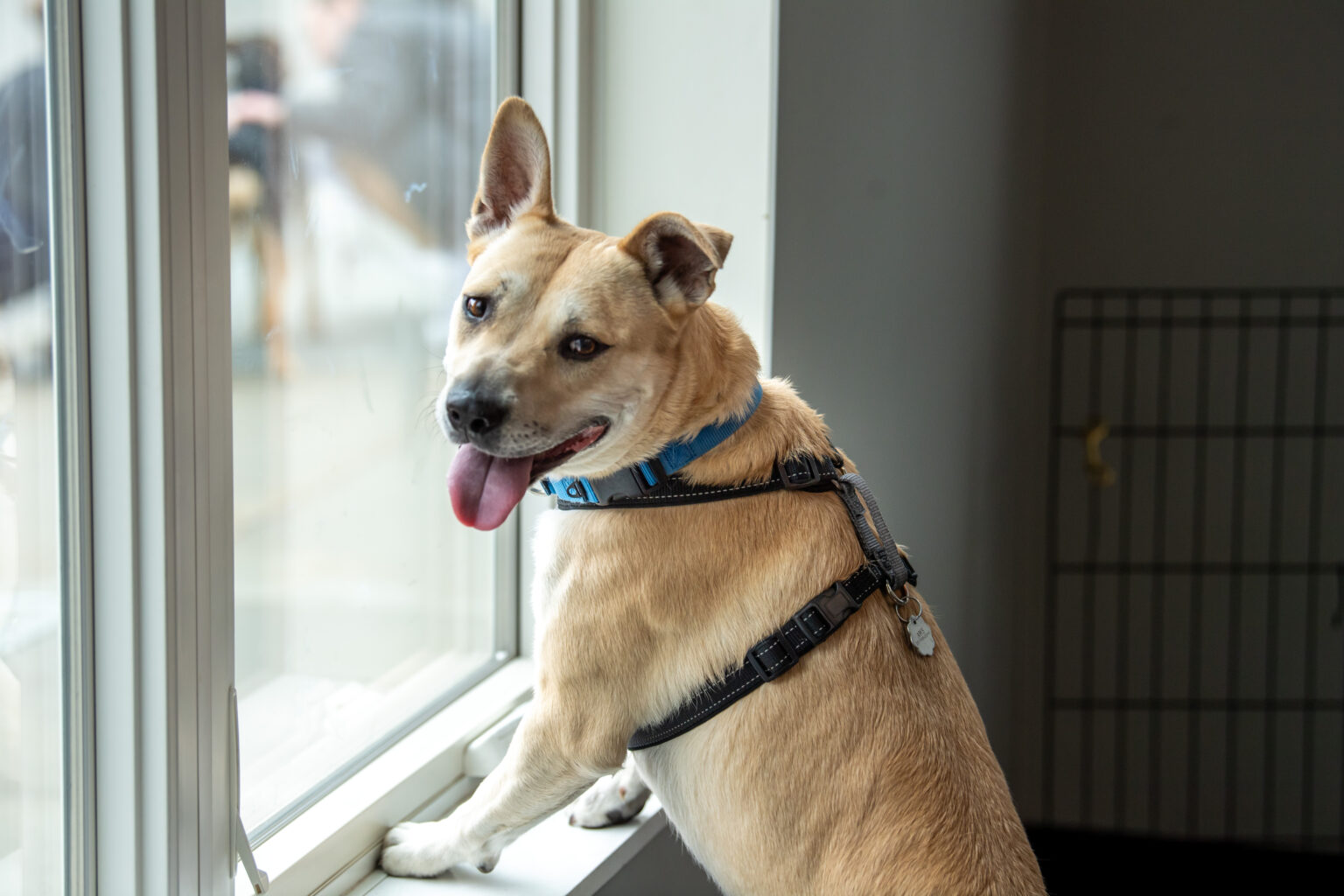 Why Big Dogs Are the Best | Animal Welfare Society