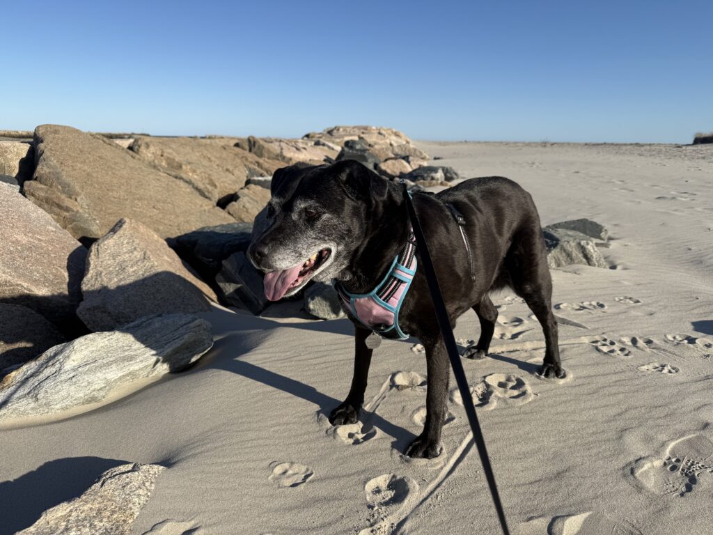Dogs & Puppies | Animal Welfare Society | Kennebunk, Maine