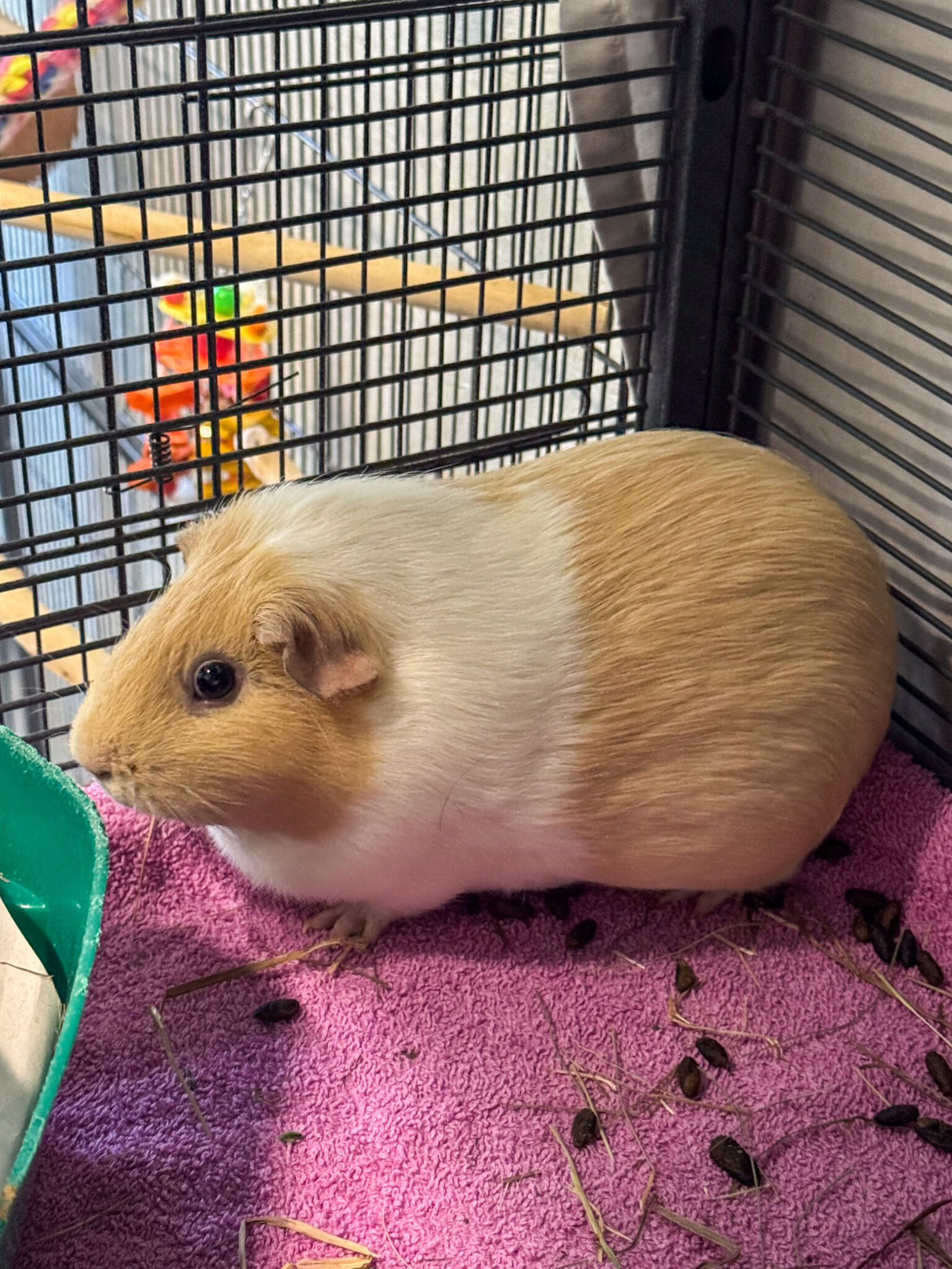 Why Guinea Pigs Are Great | Animal Welfare Society