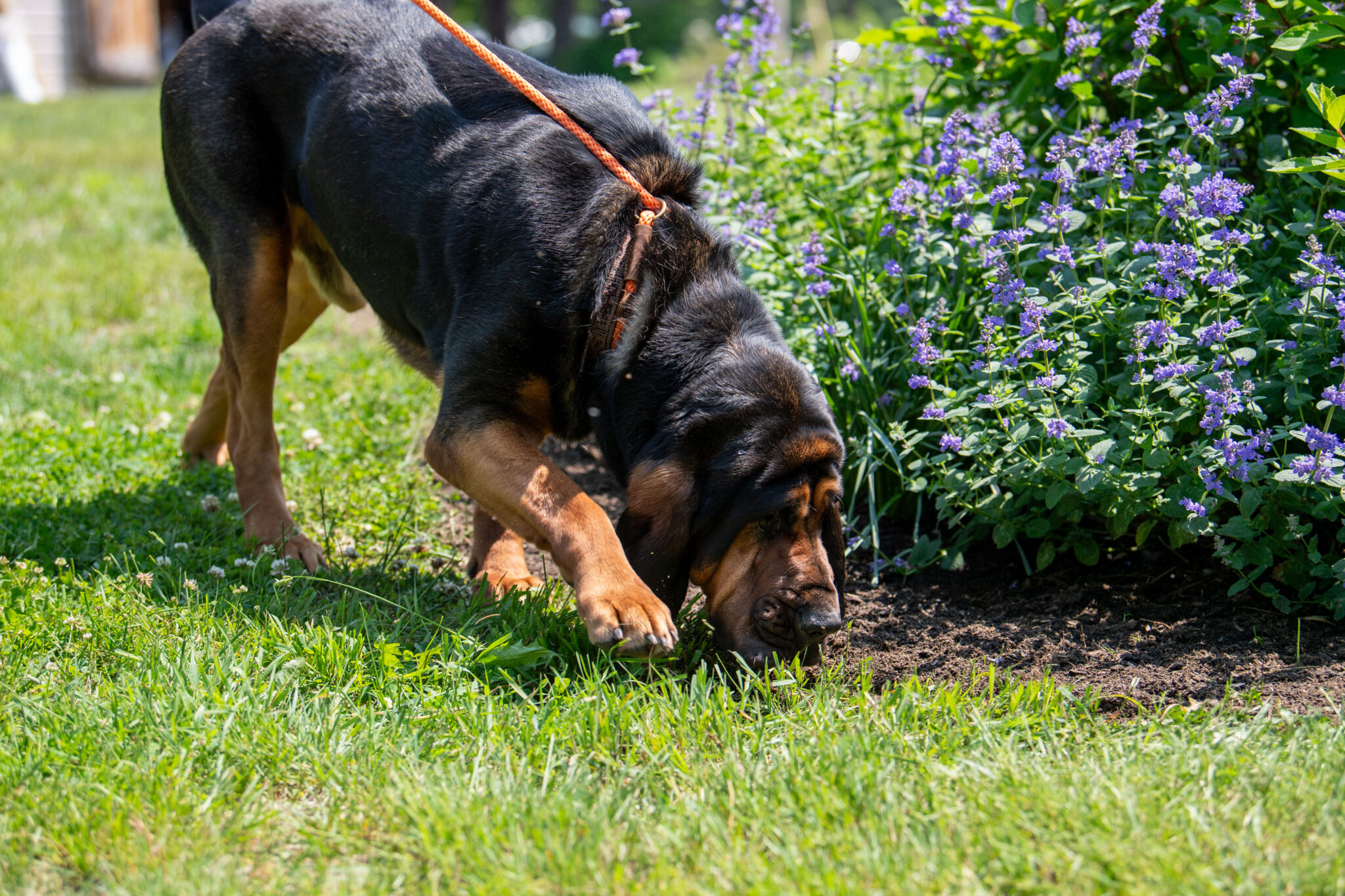 The Three Types of Dog Walks | Animal Welfare Society