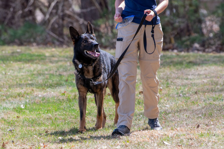 The Three Types of Dog Walks | Animal Welfare Society