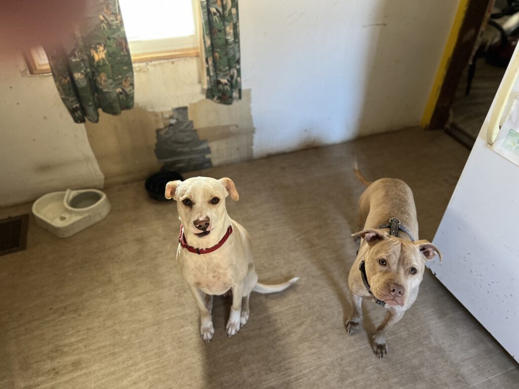 Dogs & Puppies | Animal Welfare Society | Kennebunk, Maine