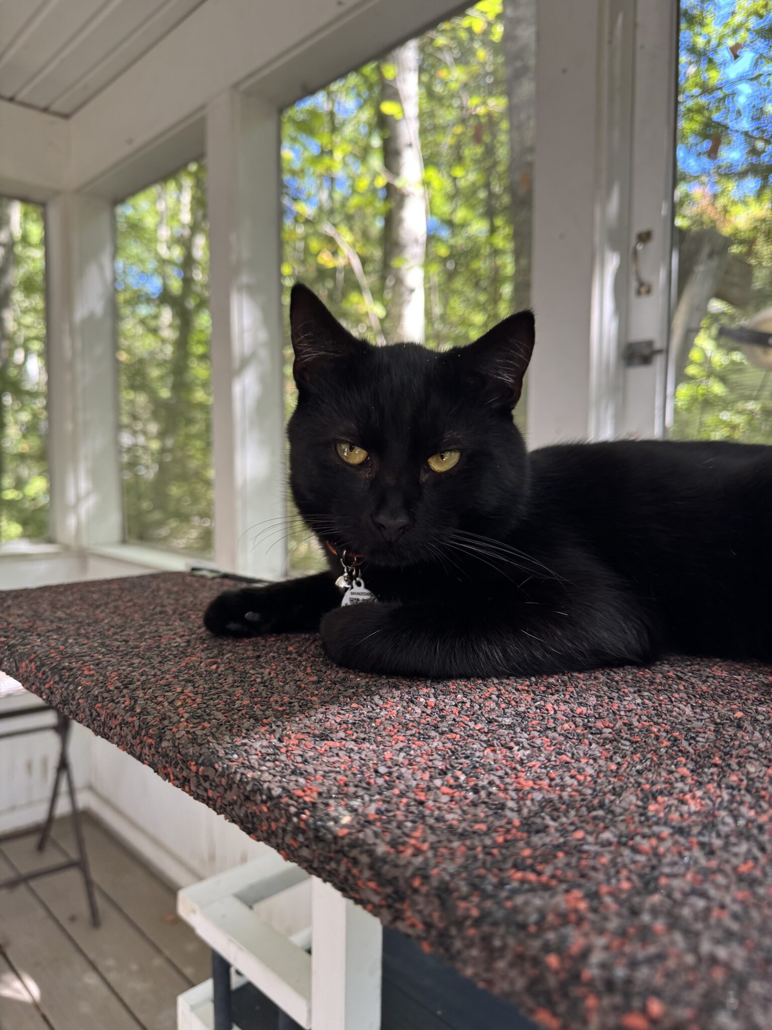 Bogart now Loki | Animal Welfare Society