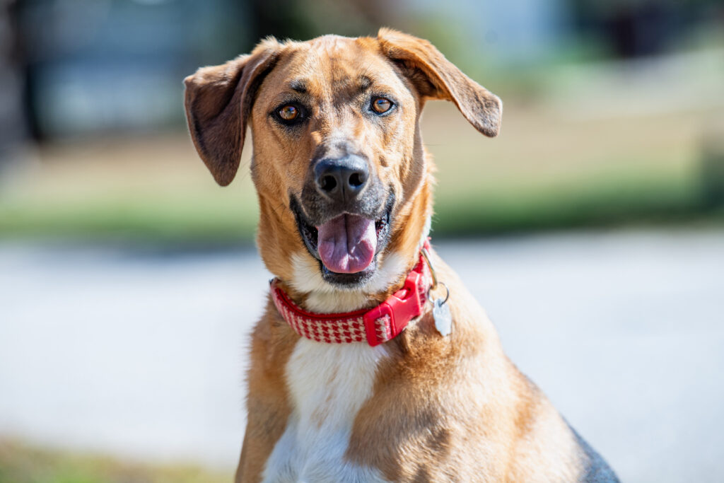 Celebrate National Coffee Day with Mocha | Animal Welfare Society