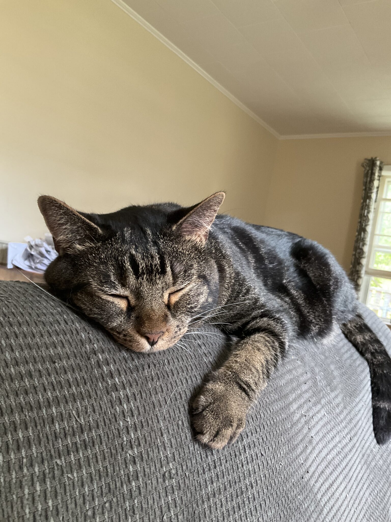 Ricky | Animal Welfare Society