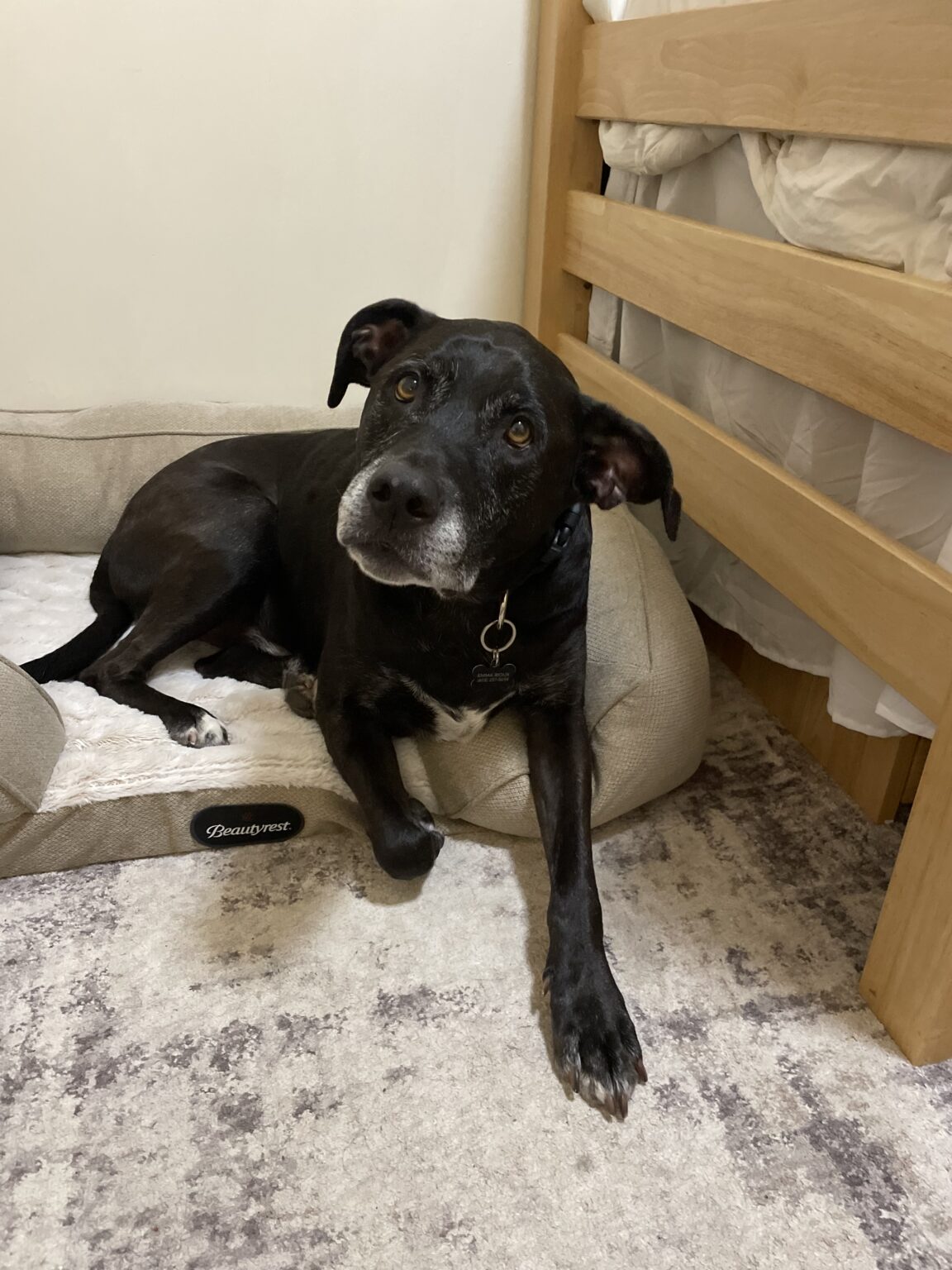 Pepsi | Animal Welfare Society