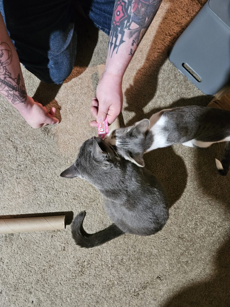 Gentle and Loving Souls: Scarlet Moon & Jolly Rancher | Animal Welfare ...