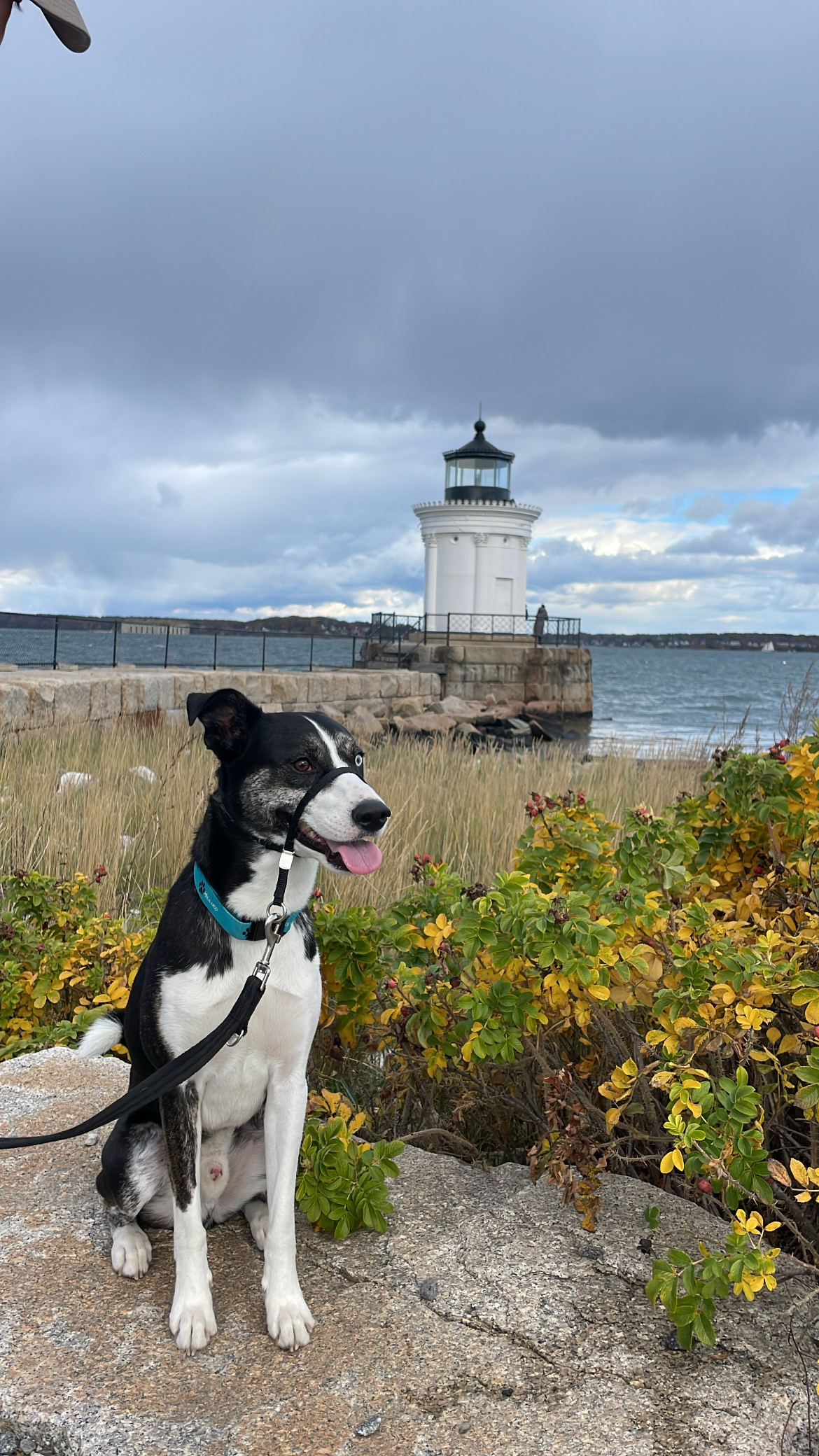 Dogs & Puppies | Animal Welfare Society | Kennebunk, Maine