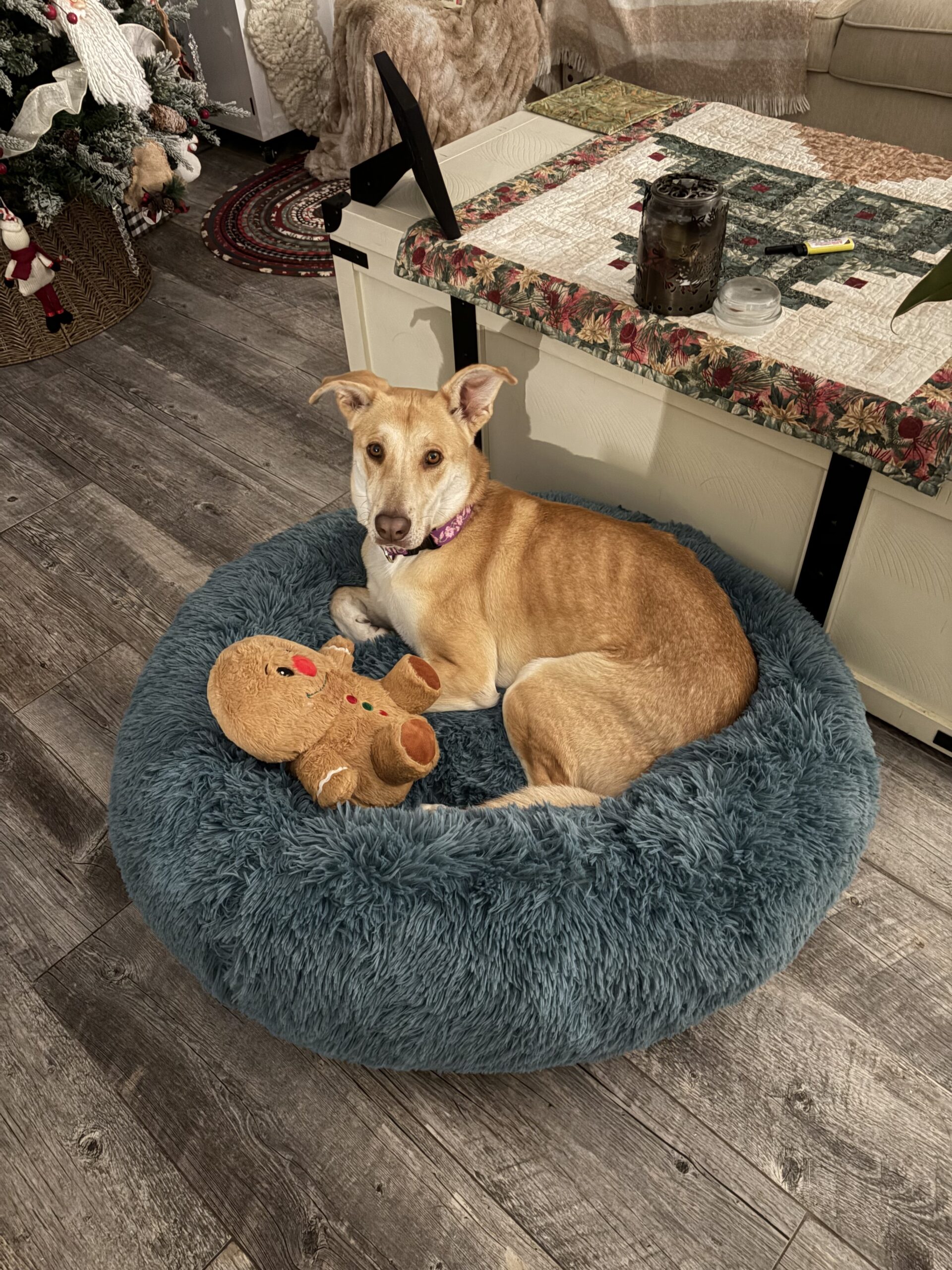 Dogs & Puppies | Animal Welfare Society | Kennebunk, Maine