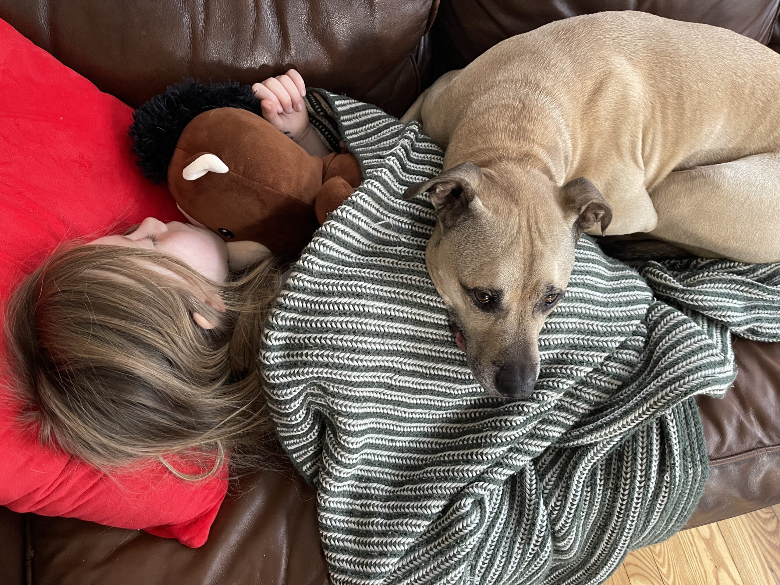 Dogs & Puppies | Animal Welfare Society | Kennebunk, Maine