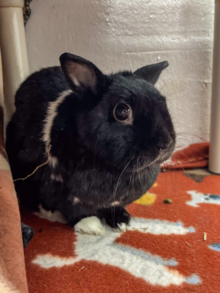 Hop Into the New Year With Sweet Pea and Buster | Animal Welfare Society