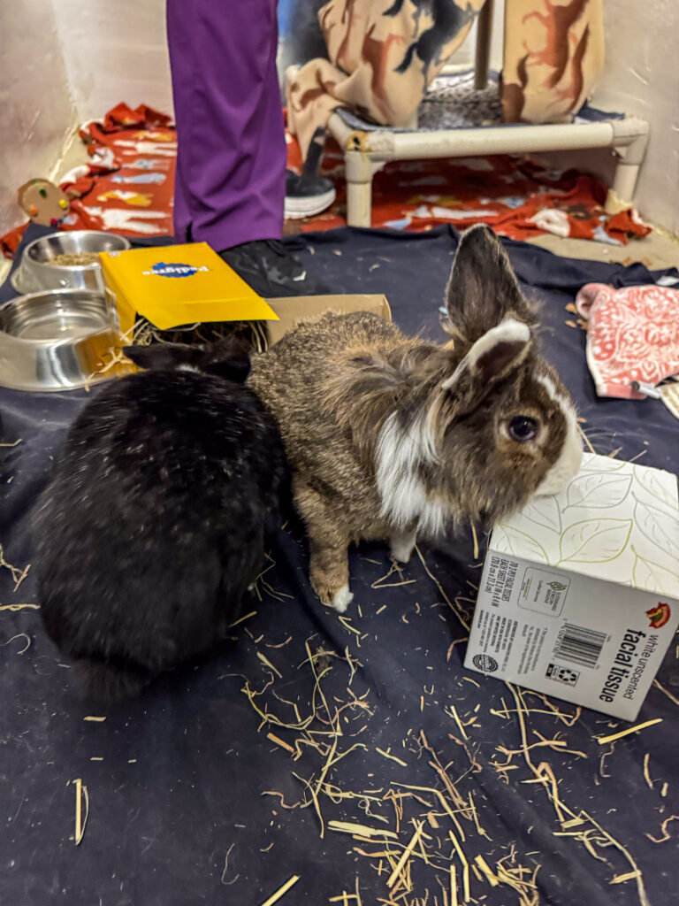 Hop Into the New Year With Sweet Pea and Buster | Animal Welfare Society