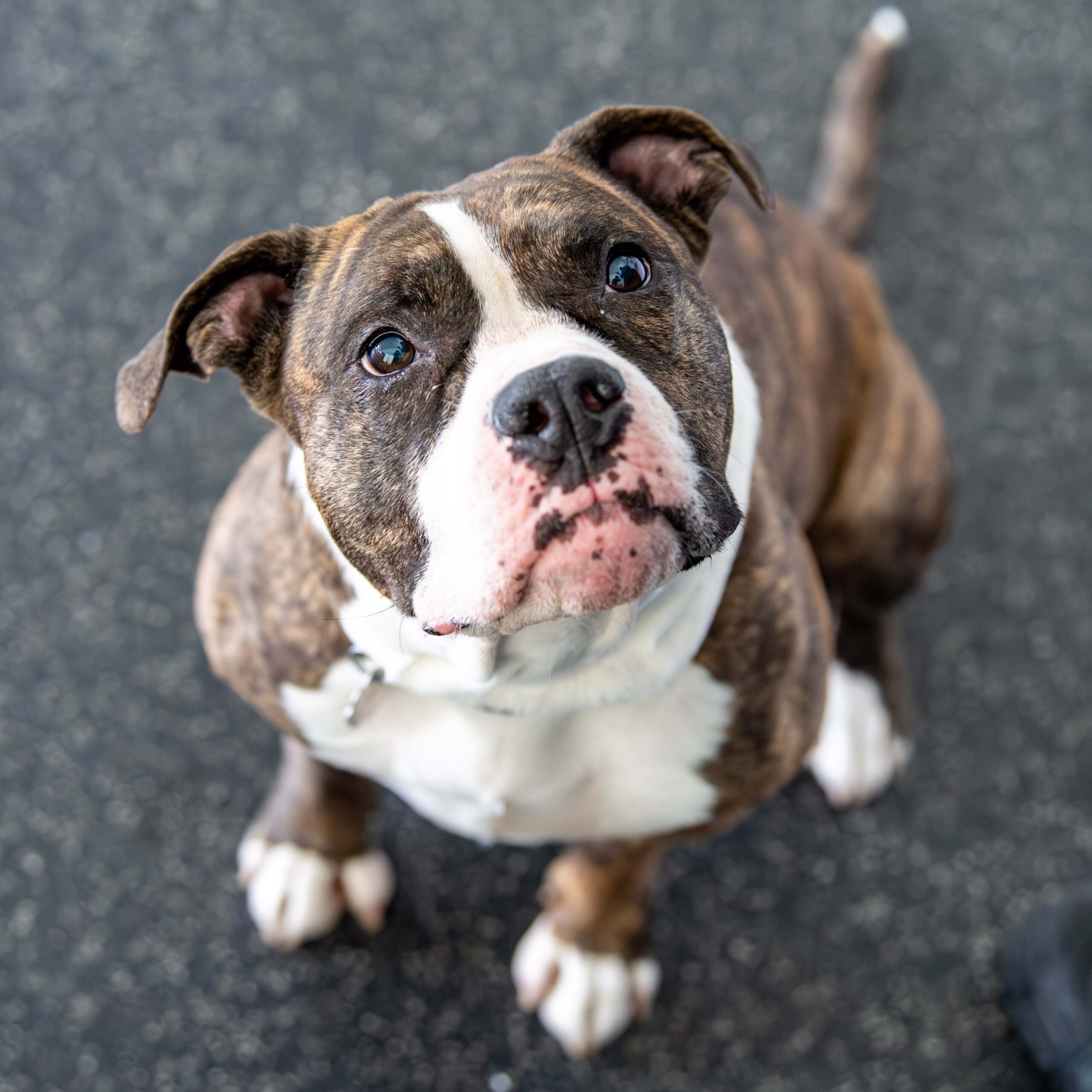 Winter Wags Adoption Special | Animal Welfare Society