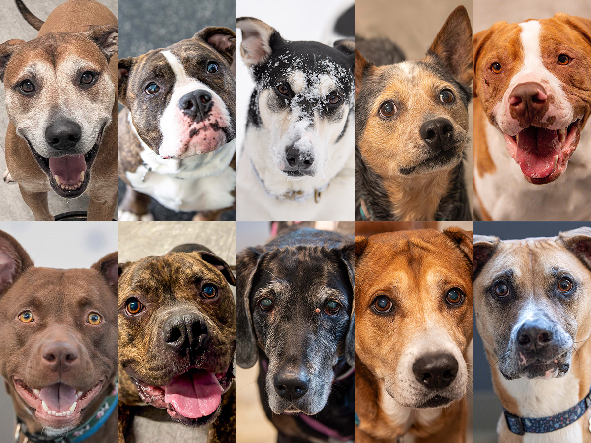 Winter Wags Adoption Special | Animal Welfare Society