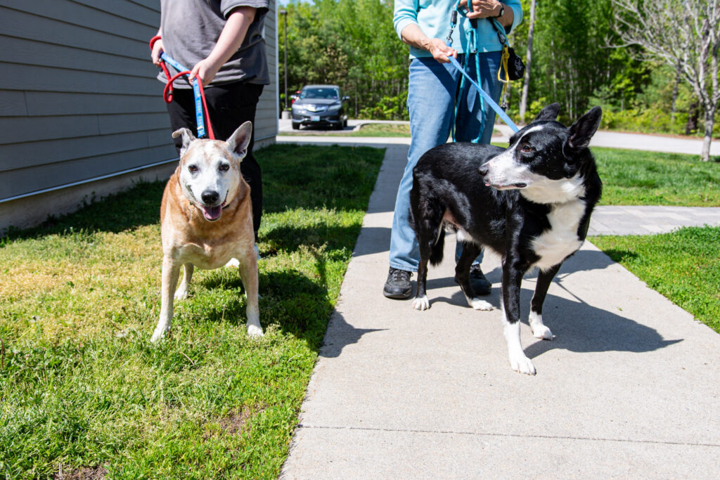 Champ and Jingles: Two Peas in a Pod | Animal Welfare Society
