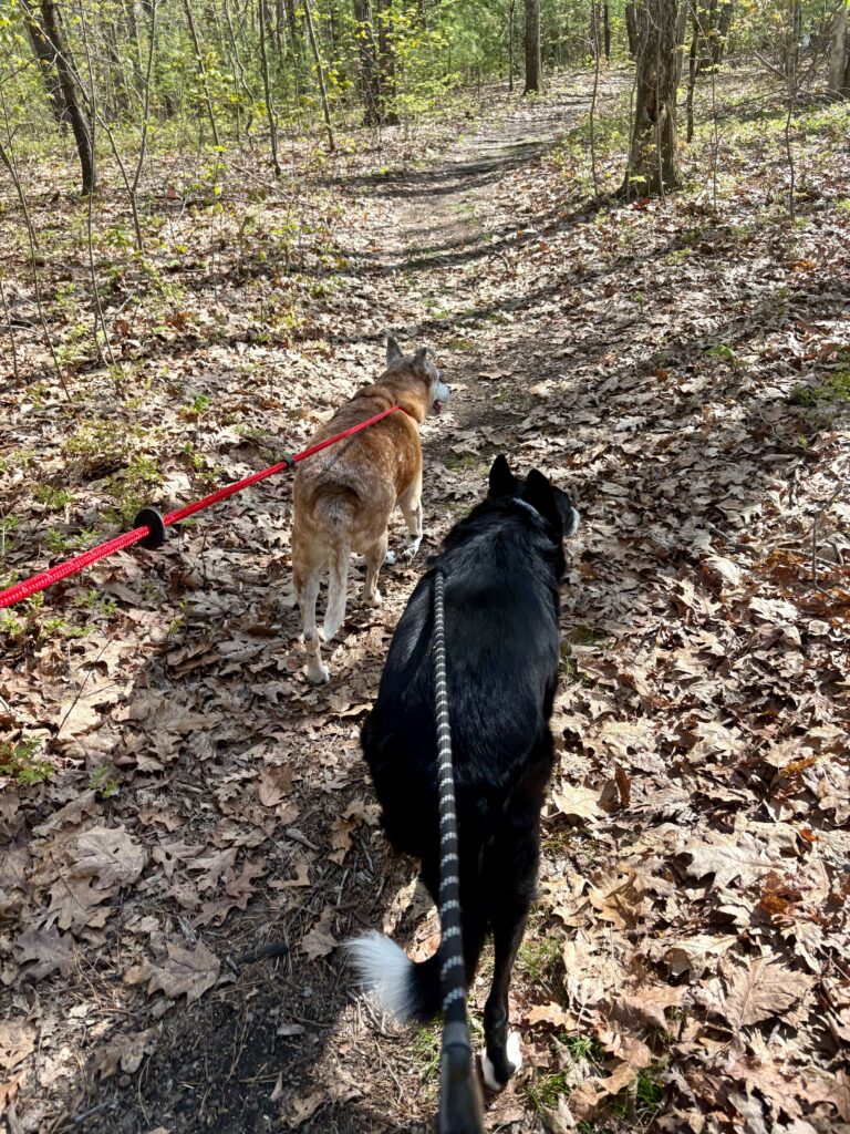Champ and Jingles: Two Peas in a Pod | Animal Welfare Society